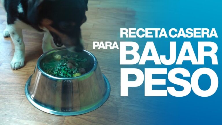 Descubre los mejores alimentos para perros obesos y ayuda a tu mascota ...