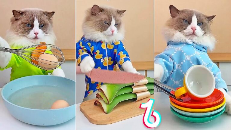 Descubre todo sobre los gatos cafés: características, cuidados y ...