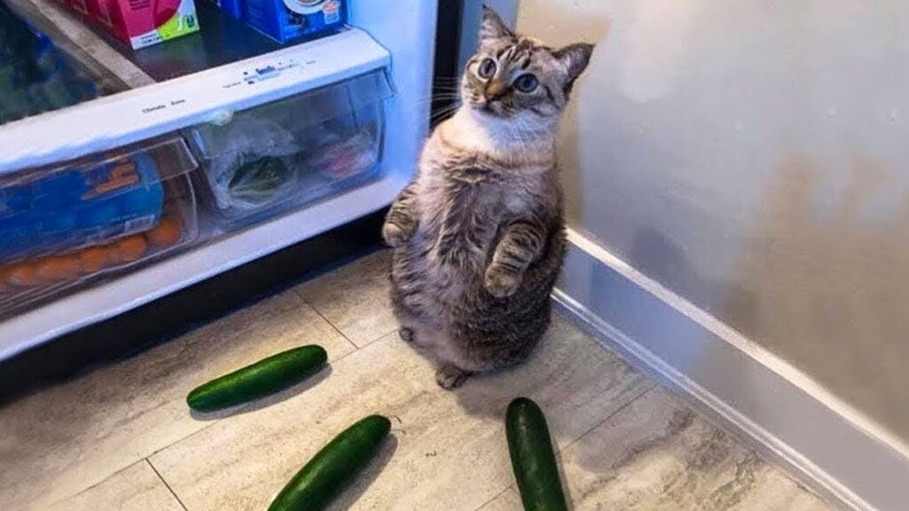 Los 10 videos de gatos más divertidos del internet: ¡prepárate para ...