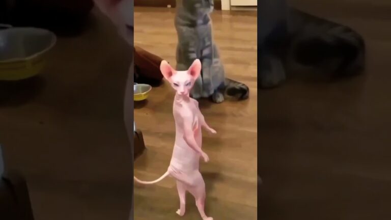 Conoce todo sobre los gatos pelones y descubre por qué son una raza ...