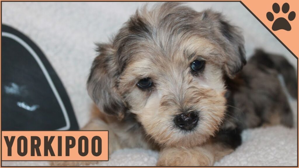 Descubre todo sobre los perros Yorkie Poo: características, cuidados y ...