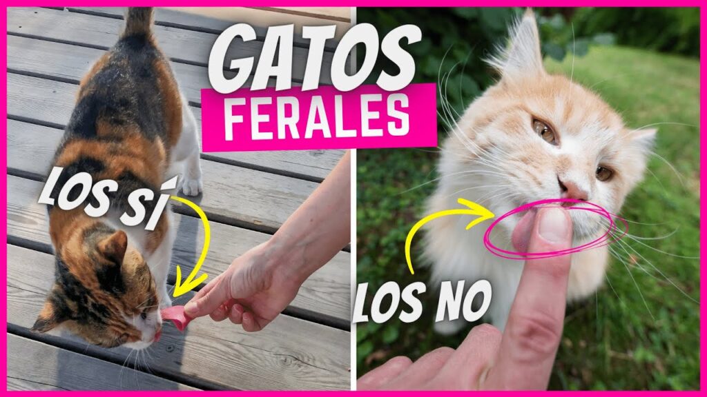 ¿Qué Son los Perros Ferales? Conoce Todo Sobre Esta Especie Salvaje ...