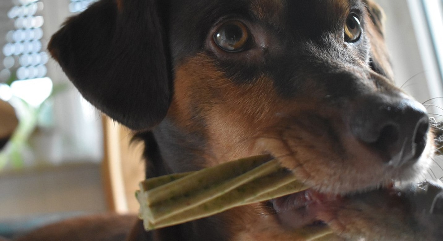 Todo lo que debes saber sobre los snacks para perros - EL PIENSO
